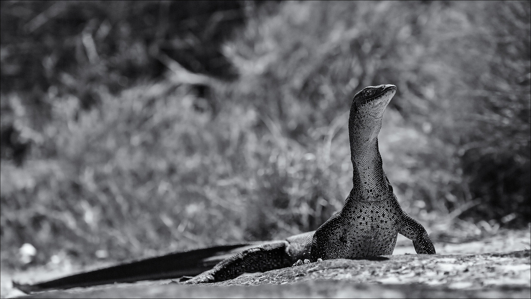 Der Waran Foto & Bild | tiere, wildlife, amphibien & reptilien Bilder ...