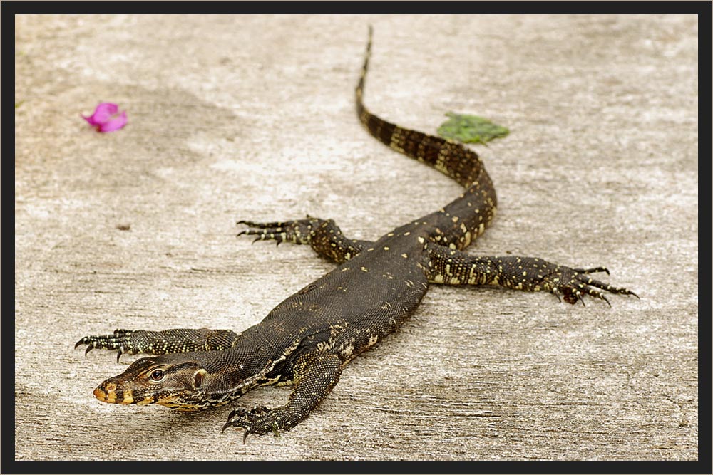 Der Waran Foto & Bild | tiere, wildlife, amphibien & reptilien Bilder ...