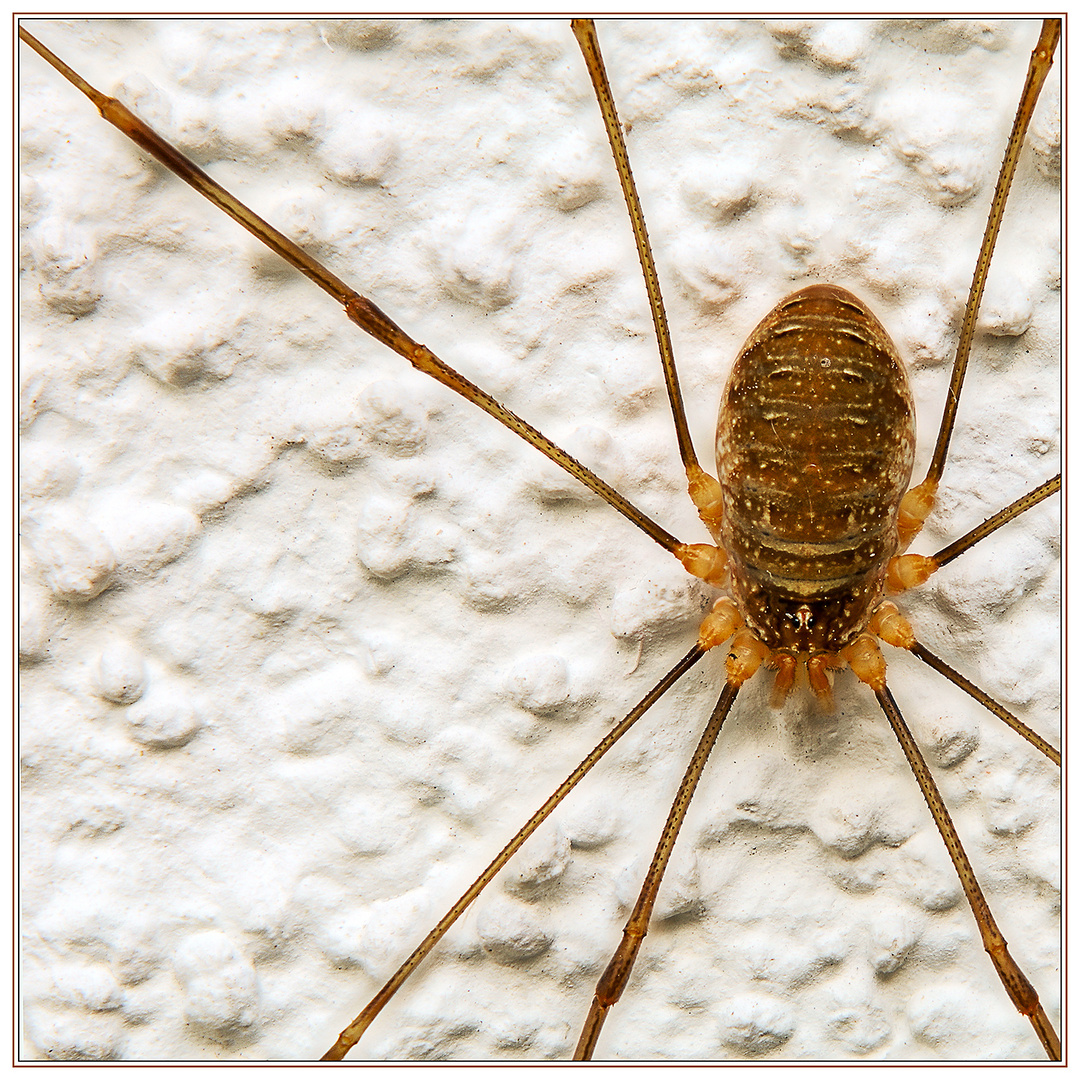 Der Weberknecht... Foto & Bild | makro, natur, tiere Bilder auf ...