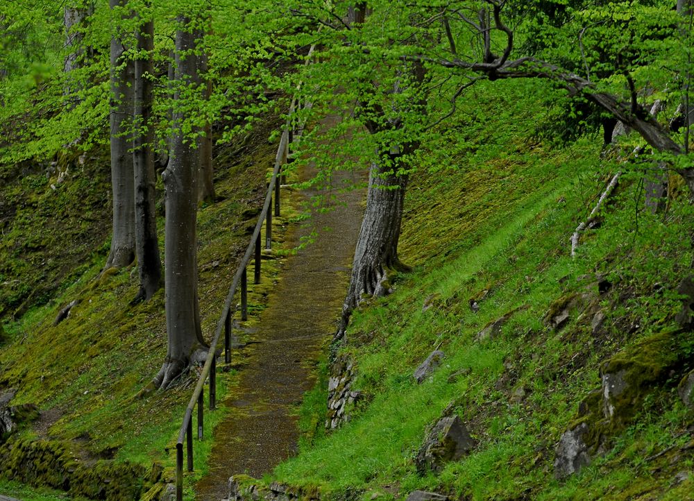 Der Weg Foto & Bild | landschaft, wege und pfade, bäume Bilder auf ...
