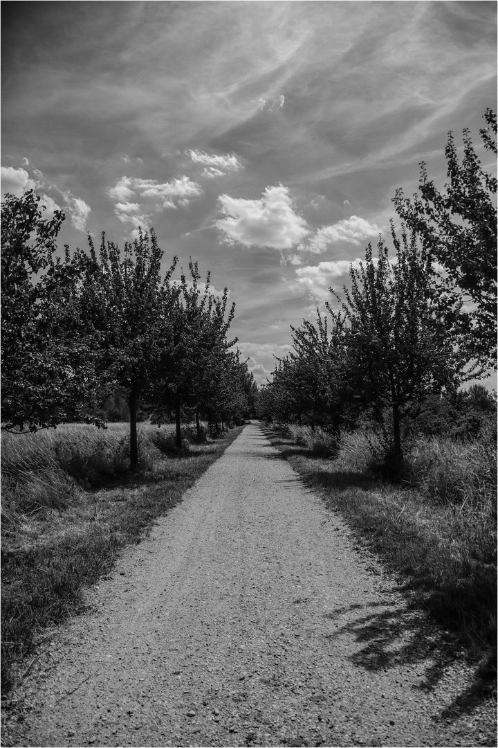 Der Weg Foto & Bild | art, bäume, wolken Bilder auf fotocommunity