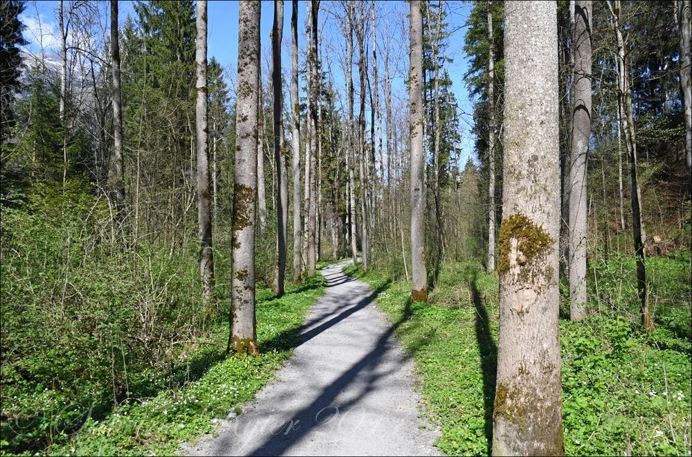 Der Weg Foto & Bild | landschaft, wege und pfade, allerlei Bilder auf ...