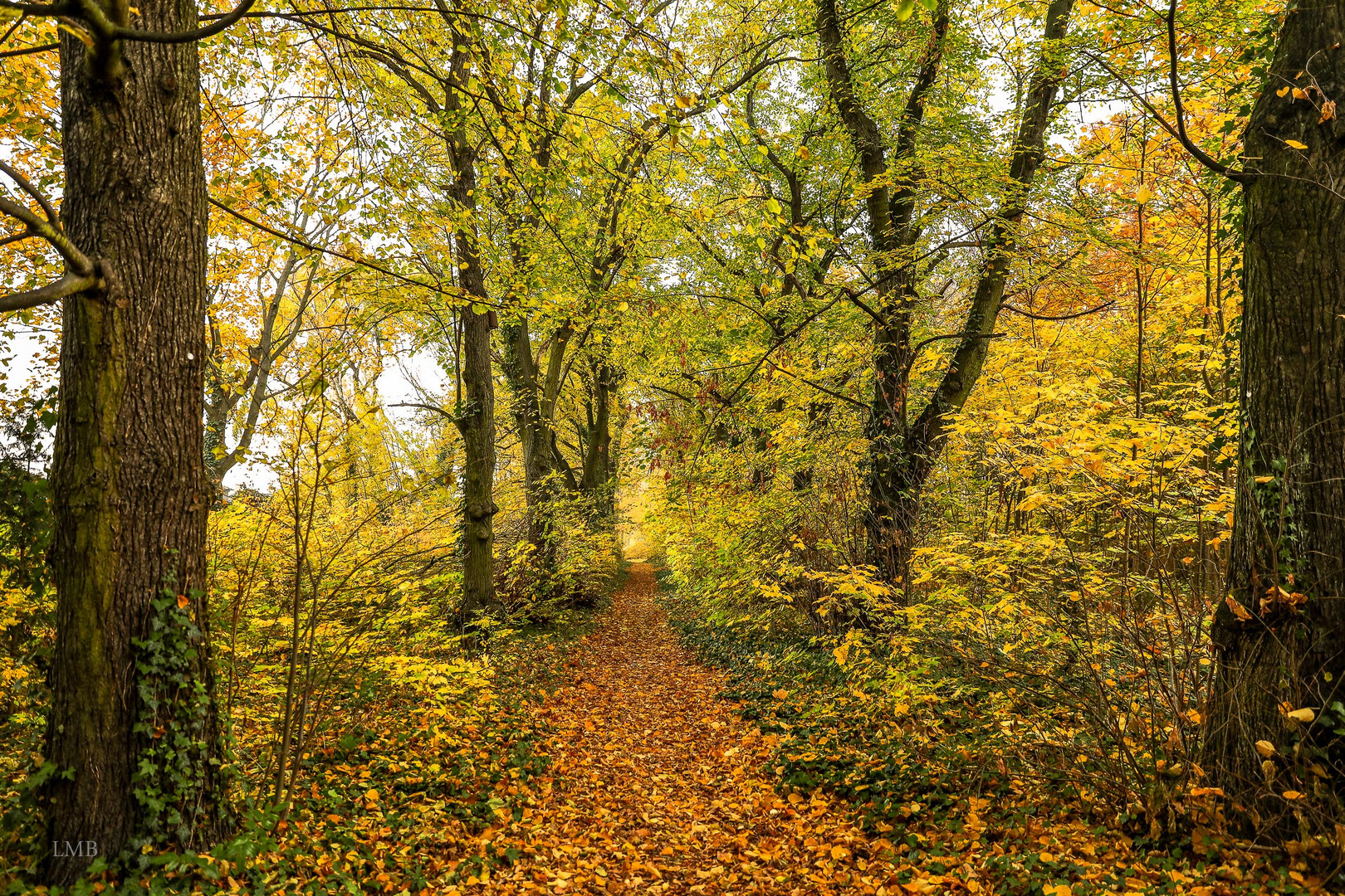 Der Weg Foto & Bild | wald, bäume, natur Bilder auf fotocommunity