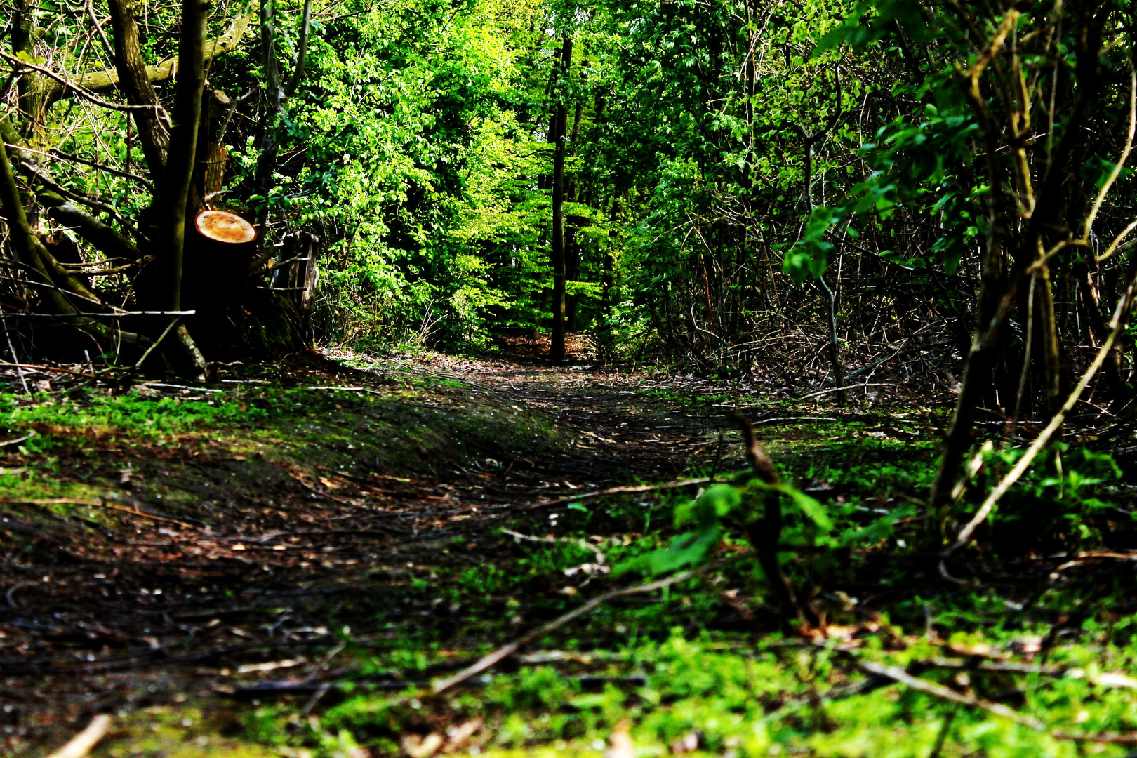 Der Weg Foto & Bild | landschaft, wald, natur Bilder auf fotocommunity