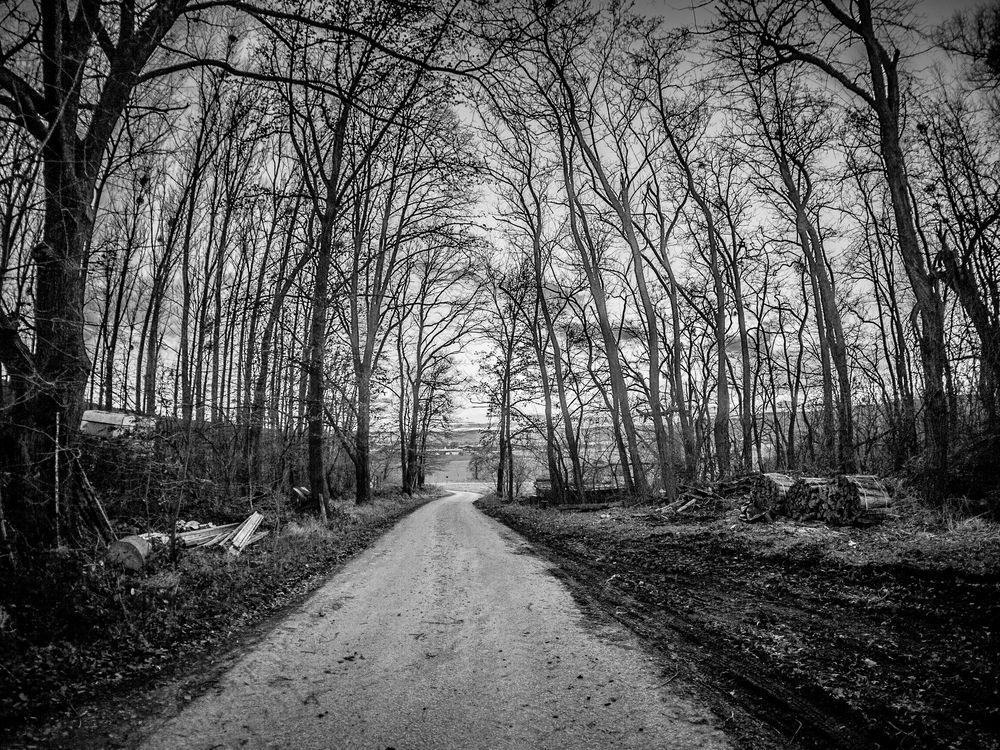 Der Weg aus dem Wald... Foto & Bild | landschaft, projekte, wege und ...