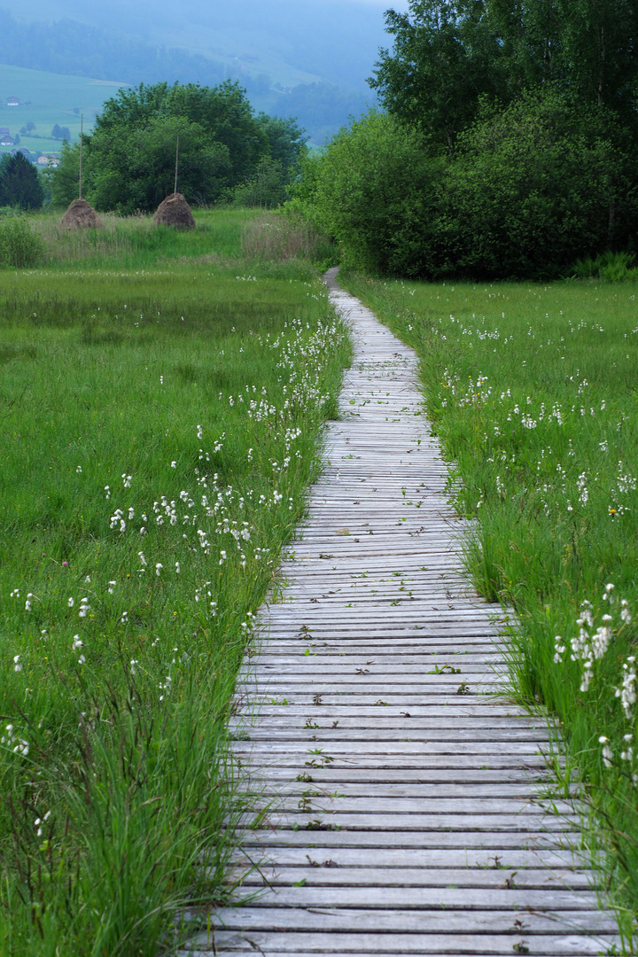 DER WEG... Foto & Bild | natur, motive Bilder auf fotocommunity