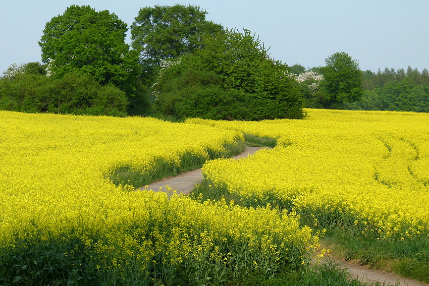 ...der Weg im Rapsfeld... Foto & Bild | jahreszeiten, frühling, quer d ...