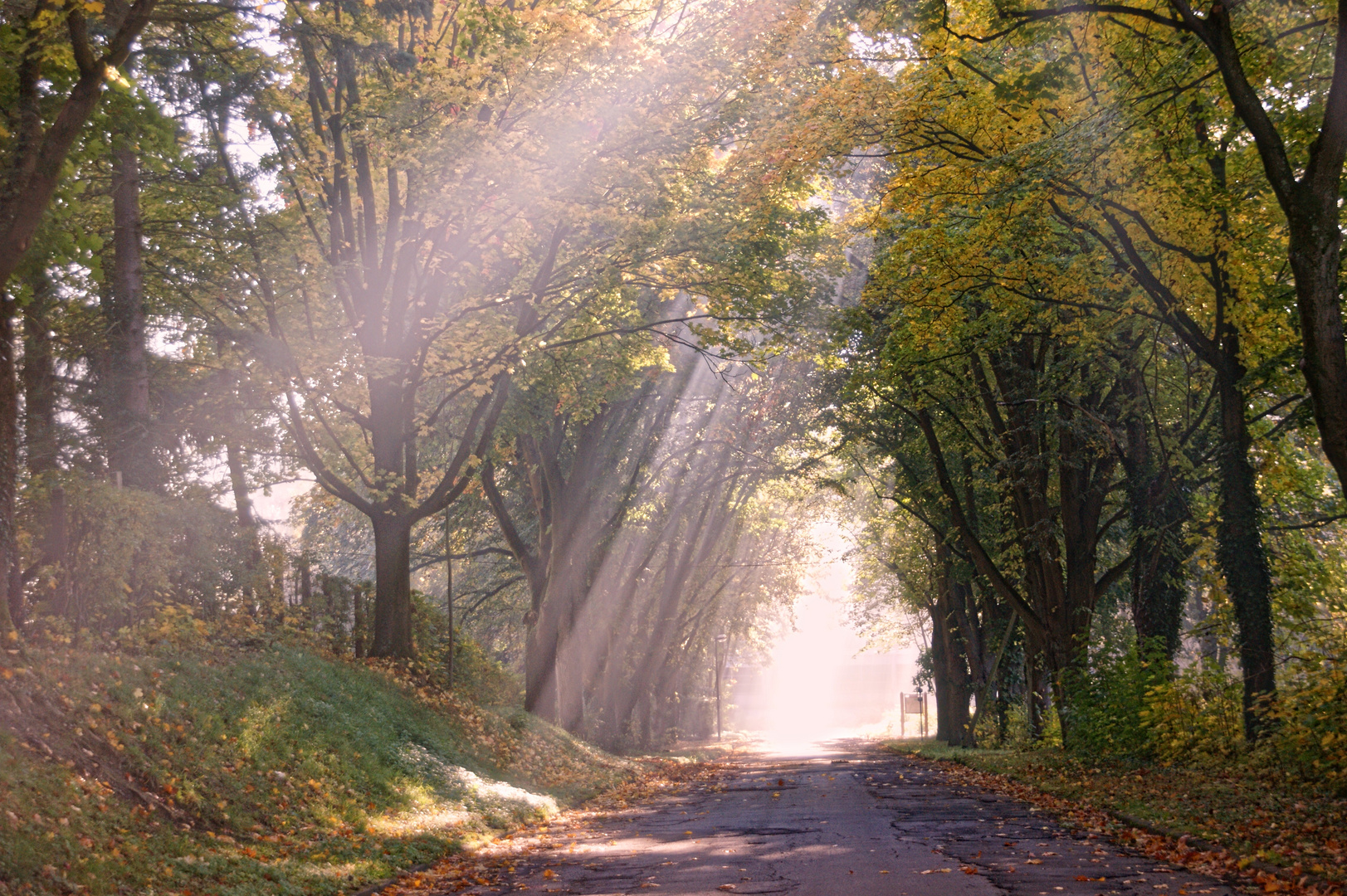 Der Weg in´s Licht Foto & Bild | jahreszeiten, herbst, natur Bilder auf ...