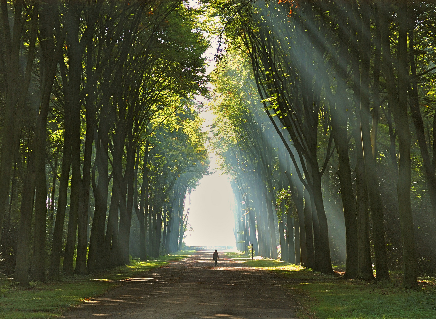 Der Weg ins Licht Foto & Bild | landschaft, natur-kreativ, park Bilder ...