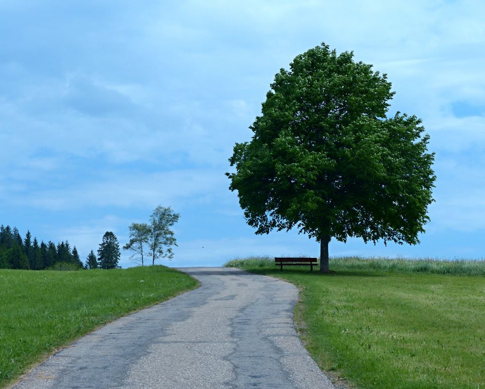 Der Weg ist das Ziel Foto & Bild | world, baum, weg Bilder auf ...