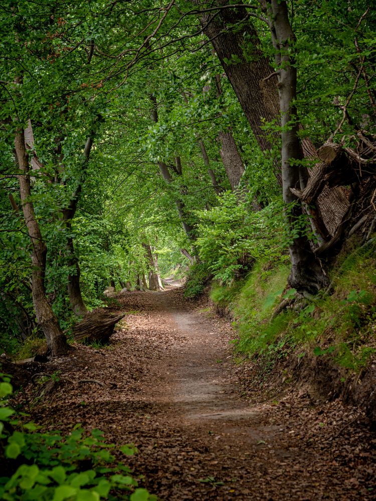 Der Weg ist das Ziel Foto & Bild | landschaft, wald, wege und pfade ...