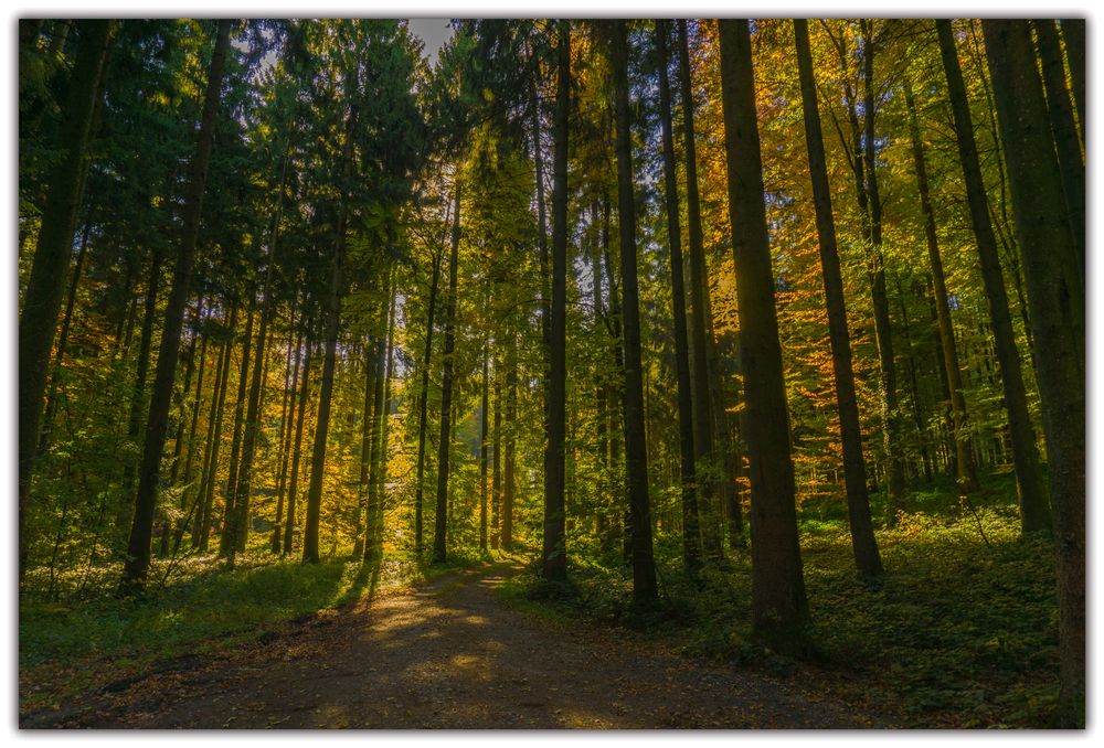 Der Weg zum Licht führt nicht durch den Wald Foto & Bild | landschaft ...