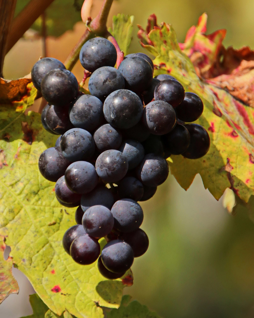 der Weg zum Rotwein Foto & Bild | natur, herbst, weintrauben Bilder auf ...