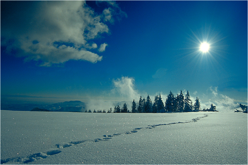 Der Weg zur Sonne Foto & Bild | jahreszeiten, winter, natur Bilder auf ...