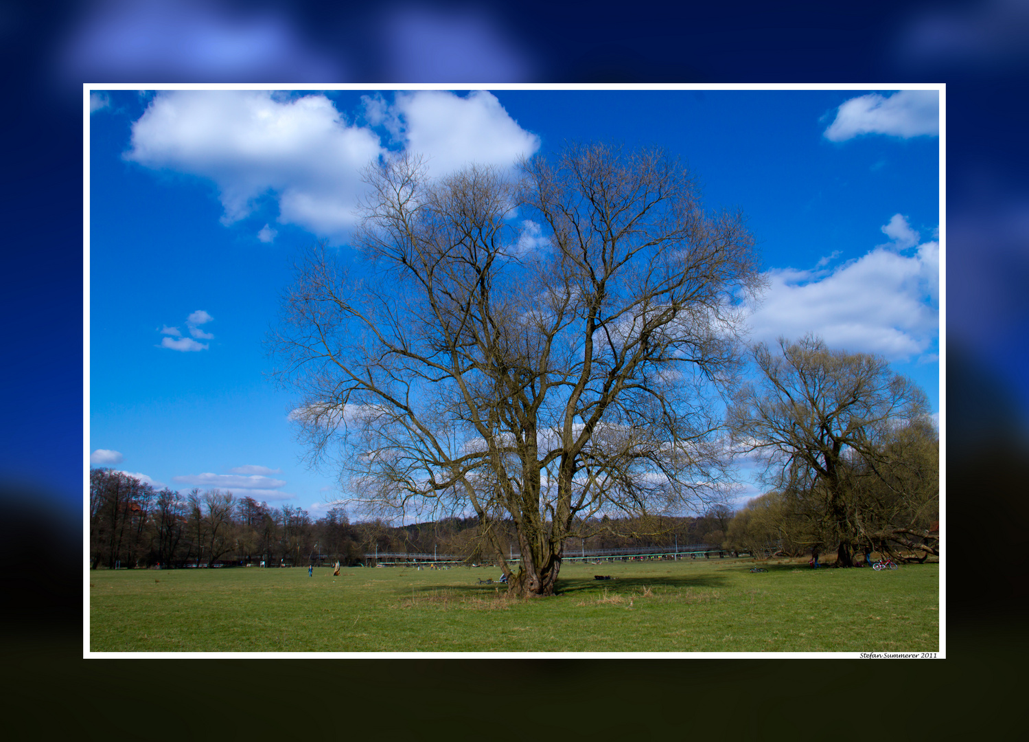 der Weidenbaum blüht Foto & Bild | deutschland, europe, bayern Bilder ...