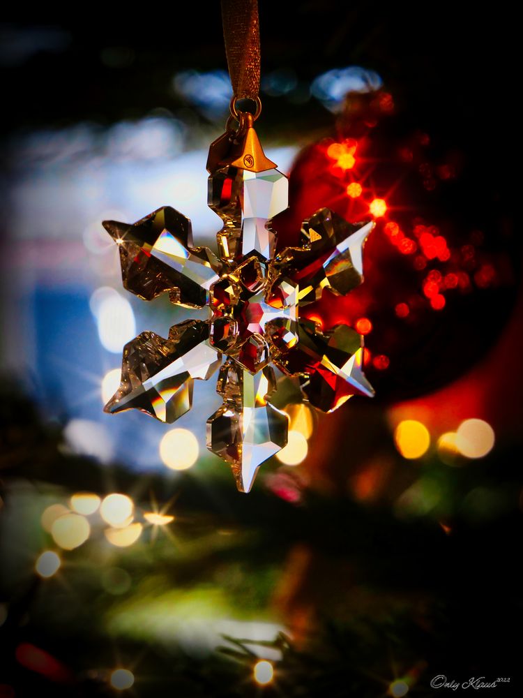 Der Weihnachtsstern 2022 Foto & Bild | stillleben, kunstfotografie & kultur, gratulation und ...