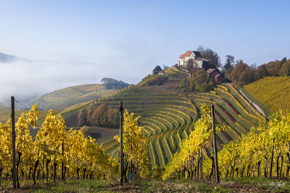 der weinberg Foto & Bild | jahreszeiten, herbst, natur Bilder auf fotocommunity