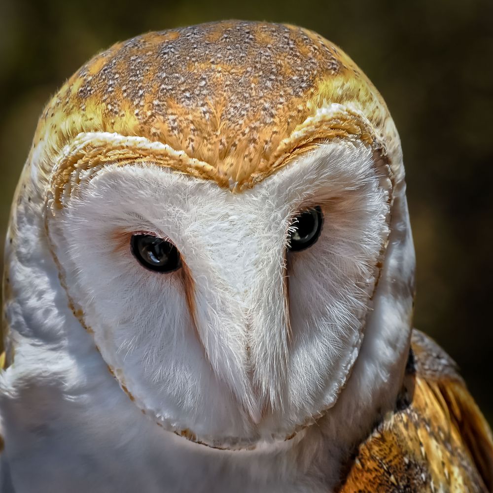 Der Weise Foto & Bild | usa, natur, tele Bilder auf fotocommunity