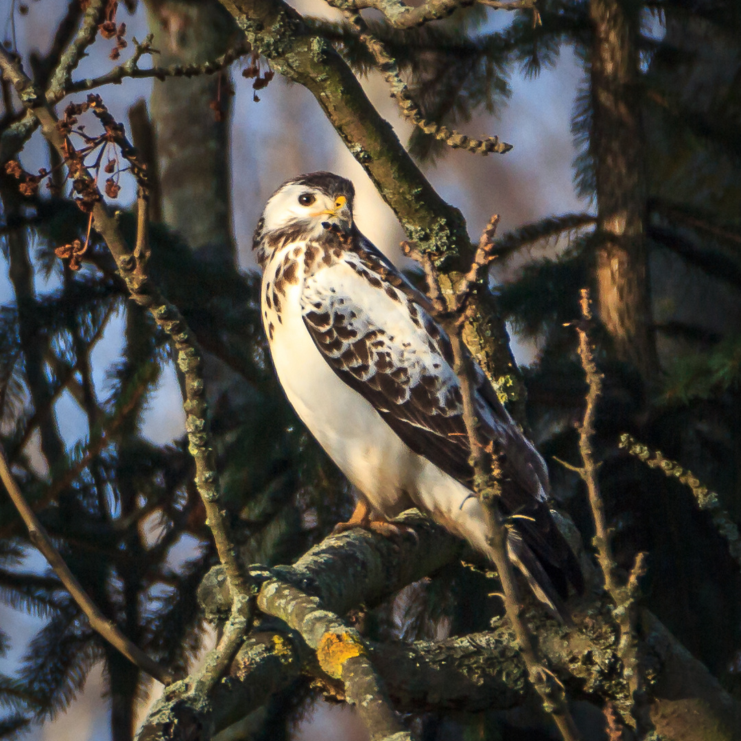 Der Weiße 1 Foto & Bild | tiere, wildlife, wild lebende vögel Bilder ...
