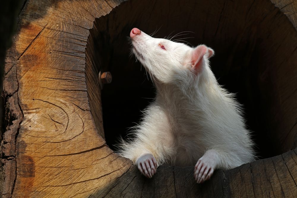 Der Weiße Foto & Bild | fotos, canon, youth Bilder auf fotocommunity