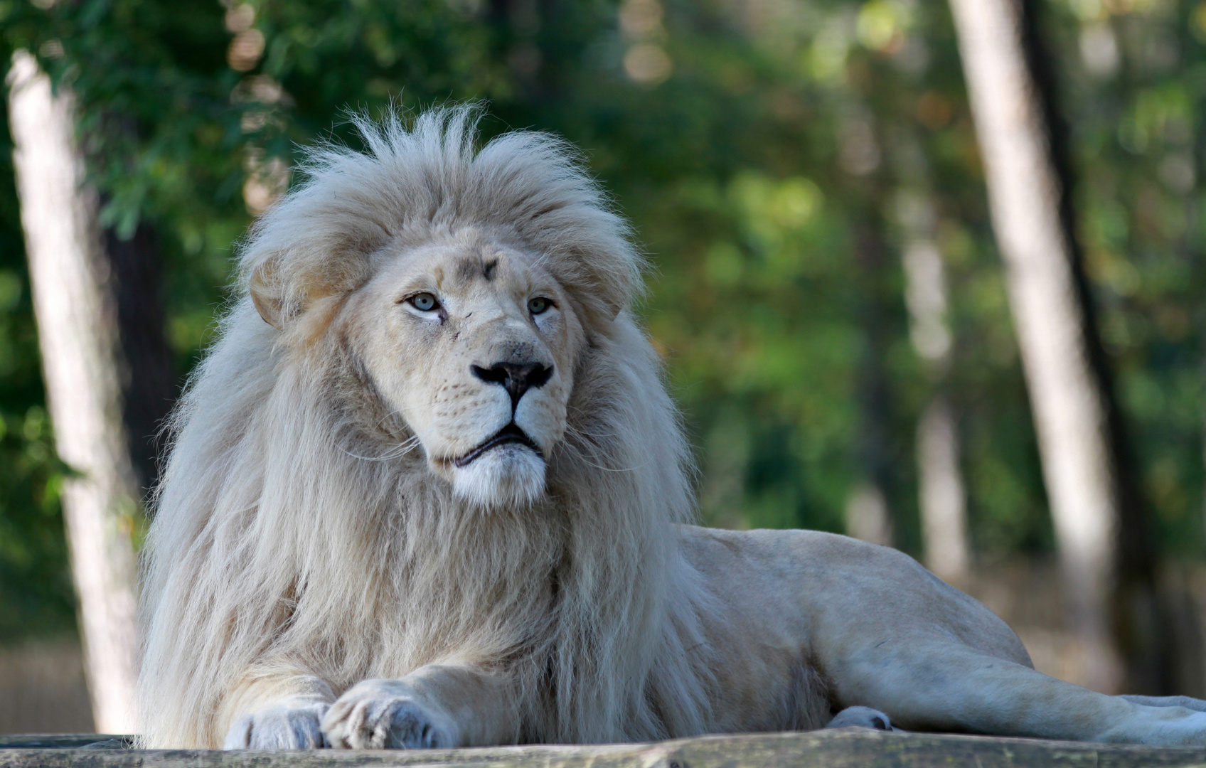 Der weisse Löwe Foto & Bild | tiere, zoo, wildpark & falknerei ...