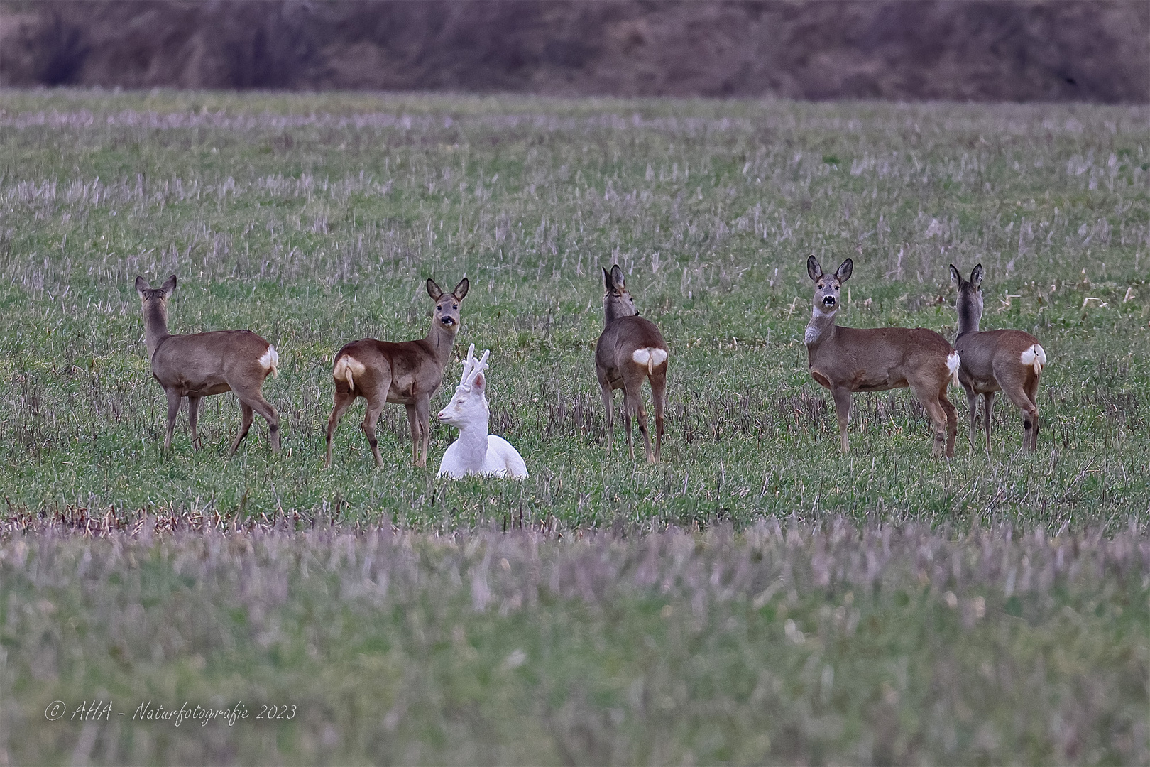 Der weiße Rehbock und sein Harem Foto & Bild | natur, tiere, wildlife ...