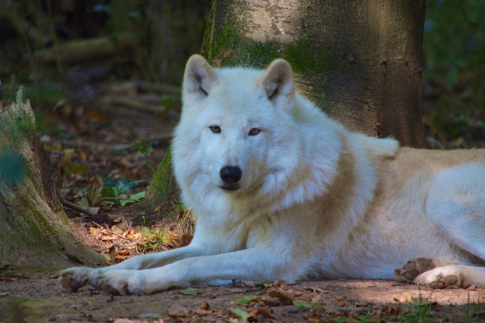 Der weisse Wolf Foto & Bild | tiere, wildlife, säugetiere Bilder auf ...