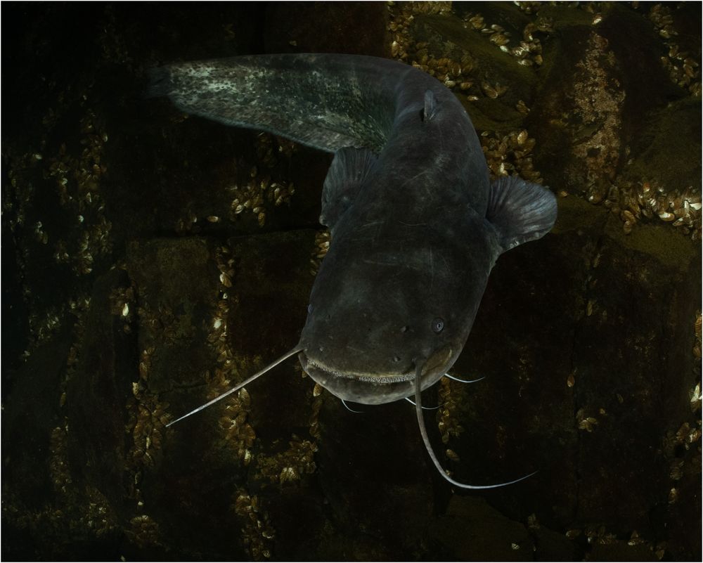 Der Wels Foto & Bild | deutschland, europe, hessen Bilder auf fotocommunity