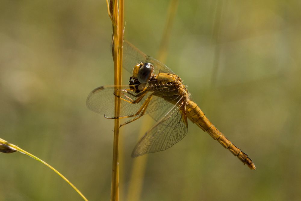 Der Wetterbericht Foto & Bild | fotos, natur, insekten Bilder auf ...