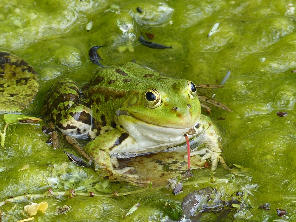 - Der Wetterfrosch ? - Foto & Bild | tiere, wildlife, amphibien ...