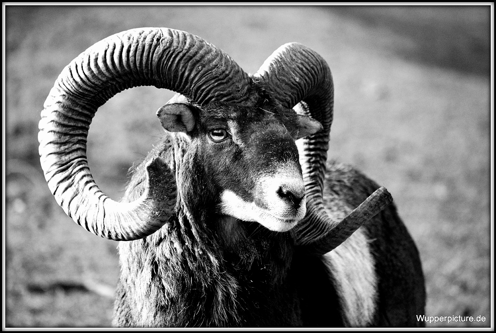 Der Widder Foto & Bild | tiere, wildlife, wildlife: sonstige tiere ...