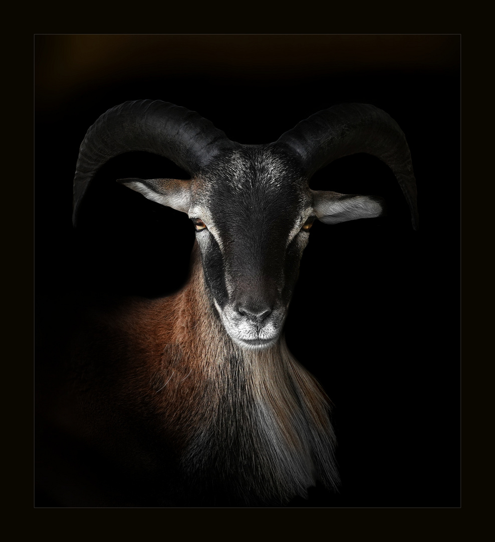 Der Widder Foto & Bild | natur, portrait, porträt Bilder auf fotocommunity