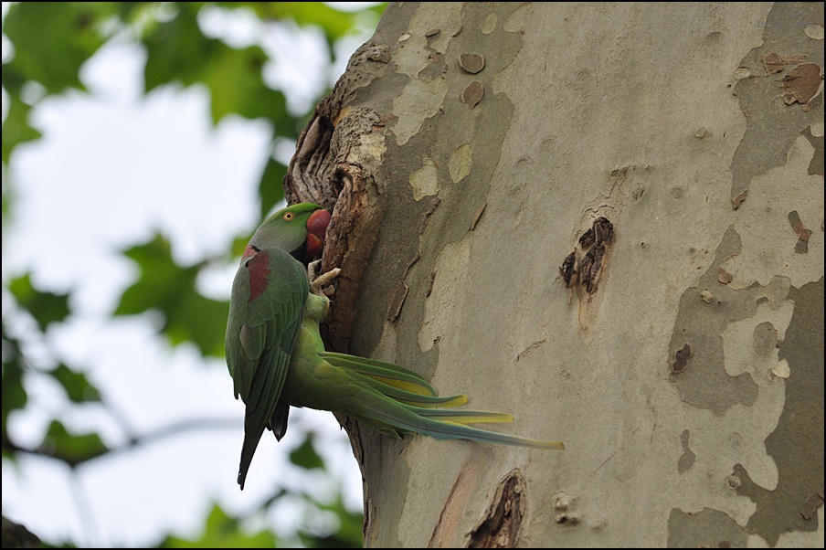 Der wilde Sittich !!! Foto & Bild | natur, tiere, wildlife Bilder auf ...