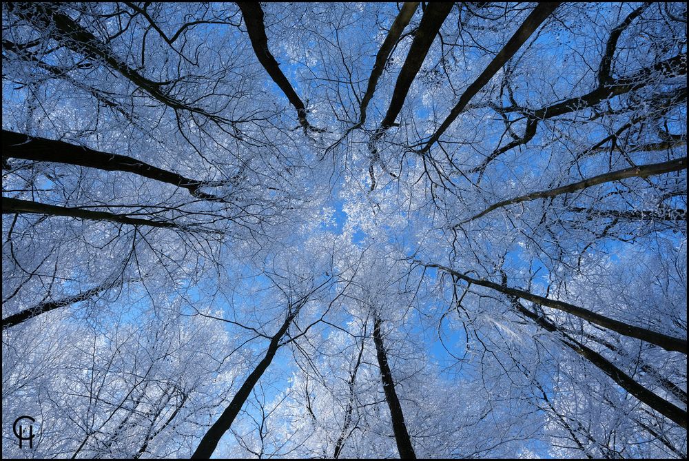 Der Winter in Nordhessen Foto & Bild | pflanzen, pilze & flechten, bäume, jahreszeiten Bilder ...