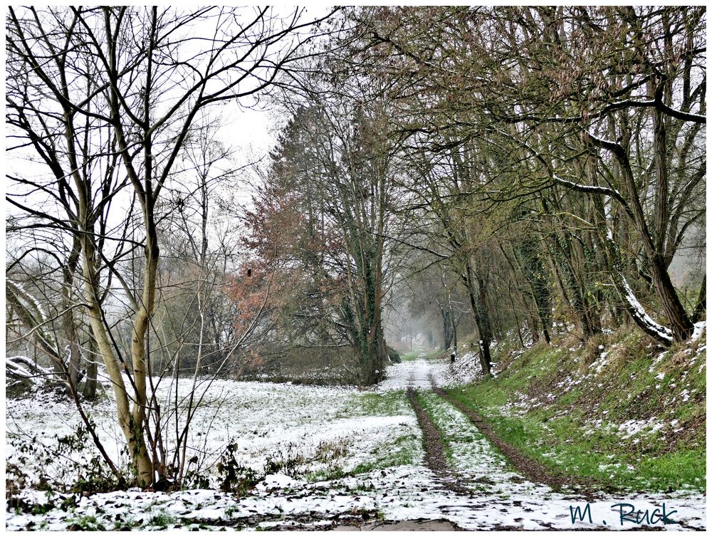 Der Winter macht mal wieder eine Pause Foto & Bild | natur-kreativ, dezember, bäume Bilder auf ...