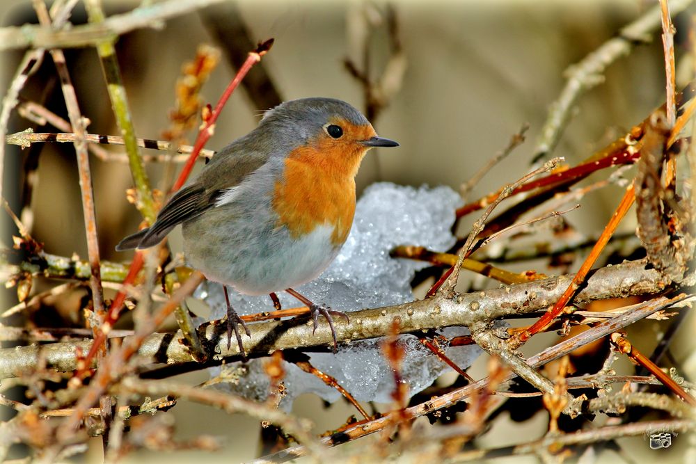 Der Winter weicht, Rotkehlchen genießt die Sonnenstrahlen Foto & Bild ...
