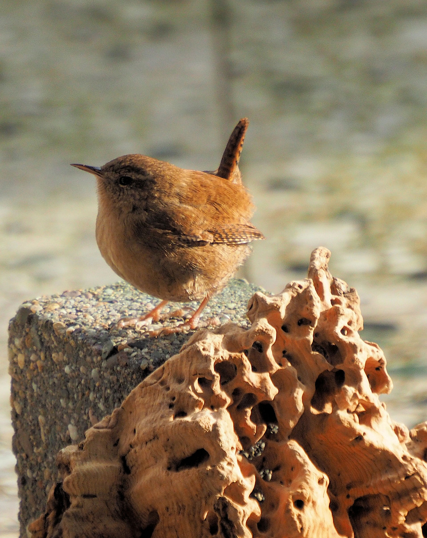 Der Winzling... Foto & Bild | fotos, natur, vogel Bilder auf fotocommunity