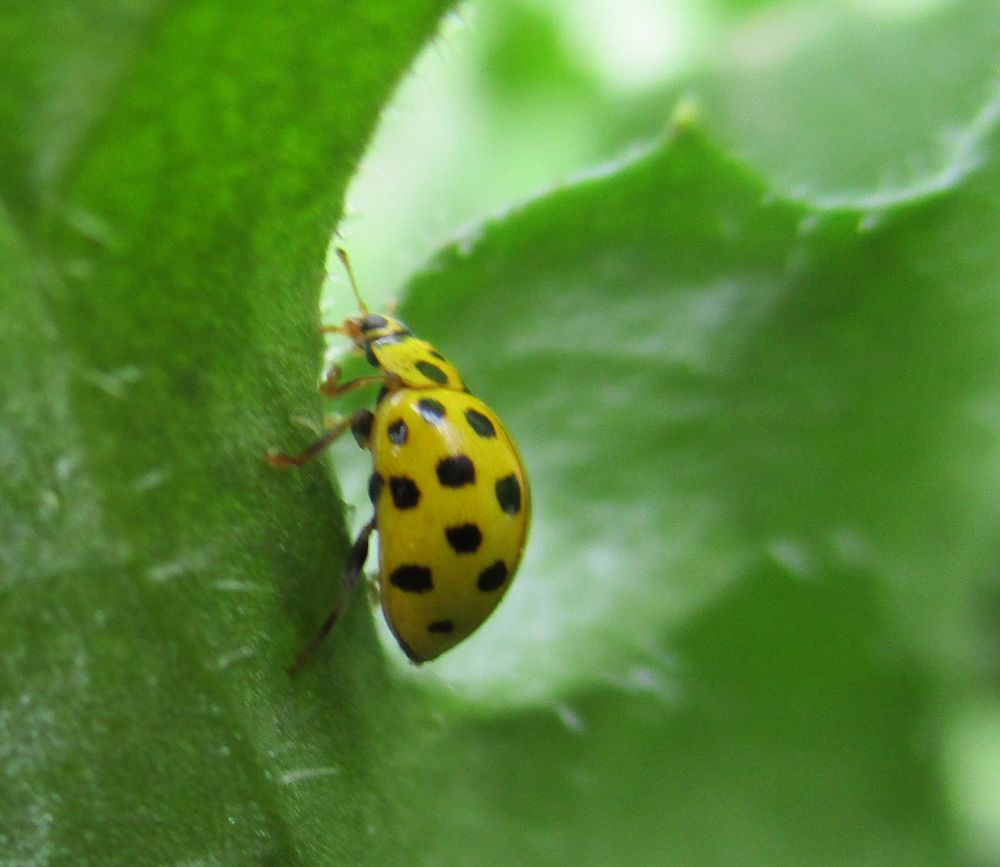 Der Winzling Foto & Bild | insekten, natur, tiere Bilder auf fotocommunity
