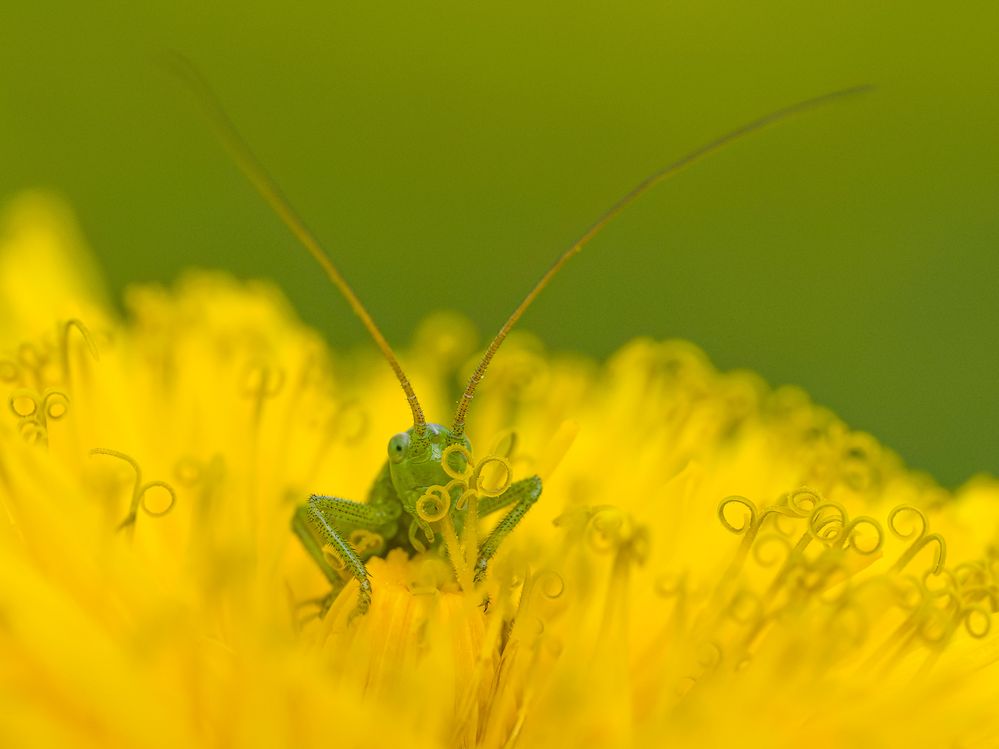 Der Winzling Foto & Bild | tiere, wildlife, insekten Bilder auf ...
