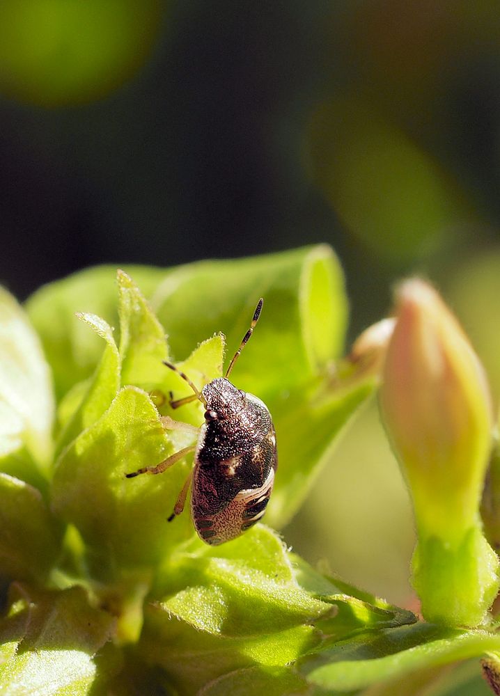 Der Winzling Foto & Bild | fotos, natur, insekt Bilder auf fotocommunity