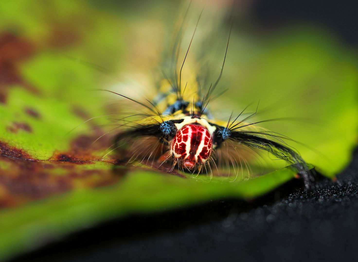 Der Winzling … Foto & Bild | fotos, natur, insekt Bilder auf fotocommunity