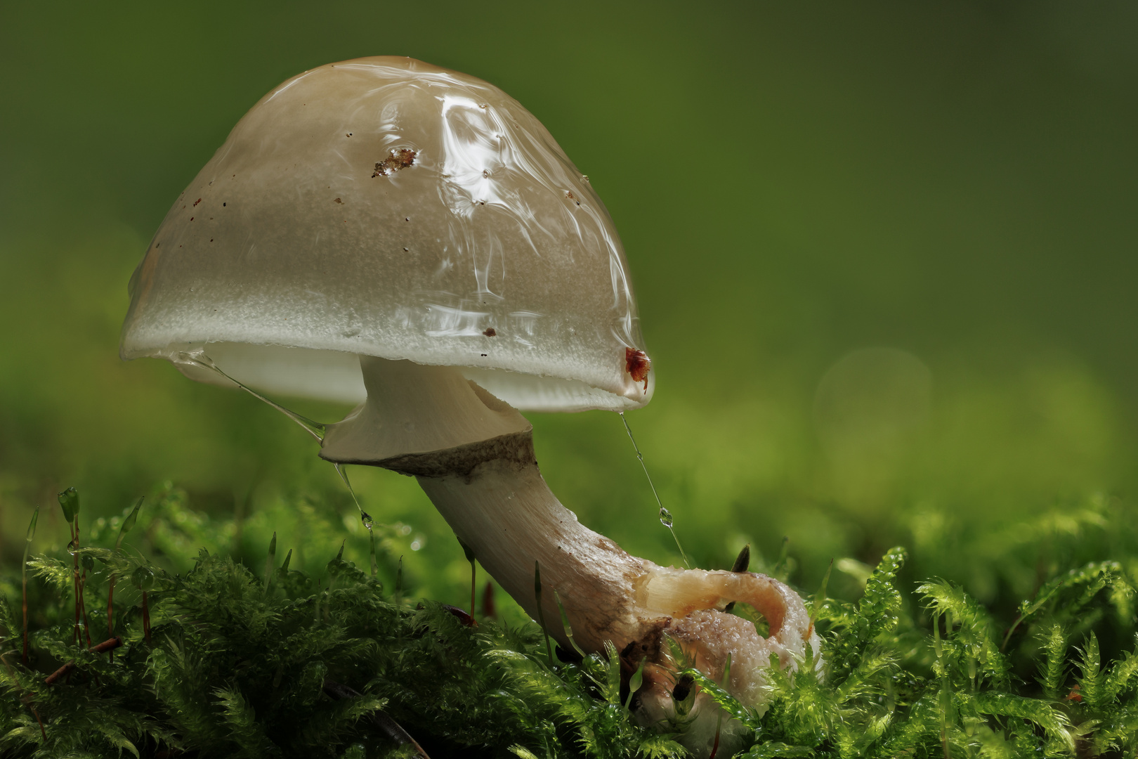 der Winzling Foto & Bild | pflanzen, pilze & flechten, landschaft ...