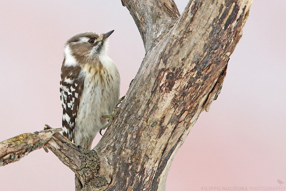 ~ Der Winzling ~ Foto & Bild | tiere, wildlife, wild lebende vögel ...