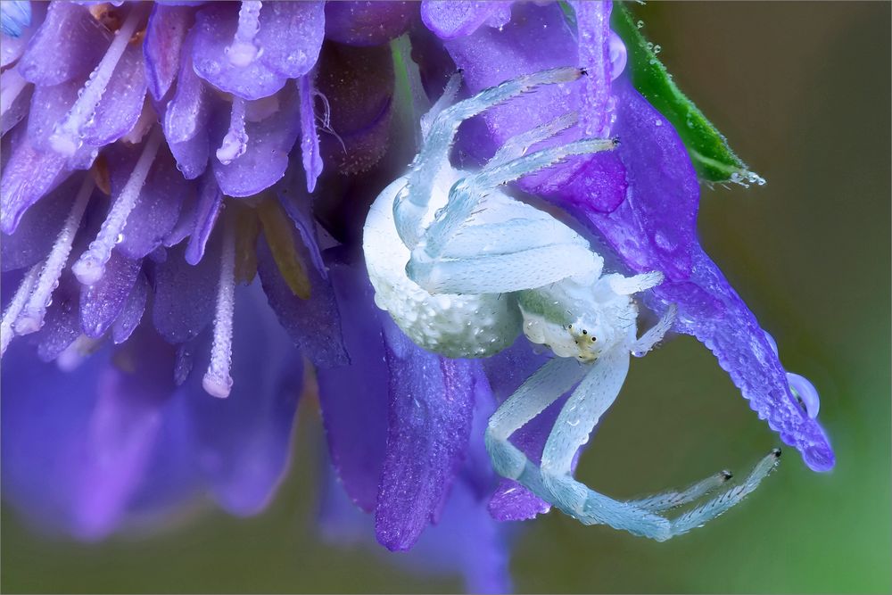 Der Winzling Foto & Bild | makro, natur, nahaufnahme Bilder auf ...