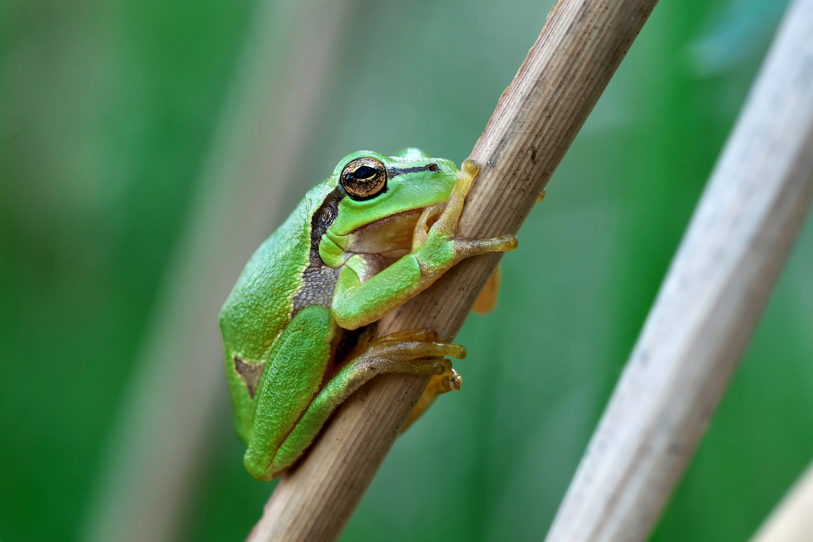 Der Winzling Foto & Bild | fotos, outdoor, makro Bilder auf fotocommunity