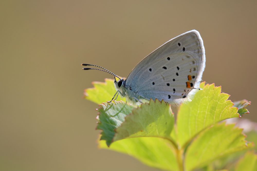 Der Winzling mit dem Schwänzchen Foto & Bild | outdoor, makro, wiese ...