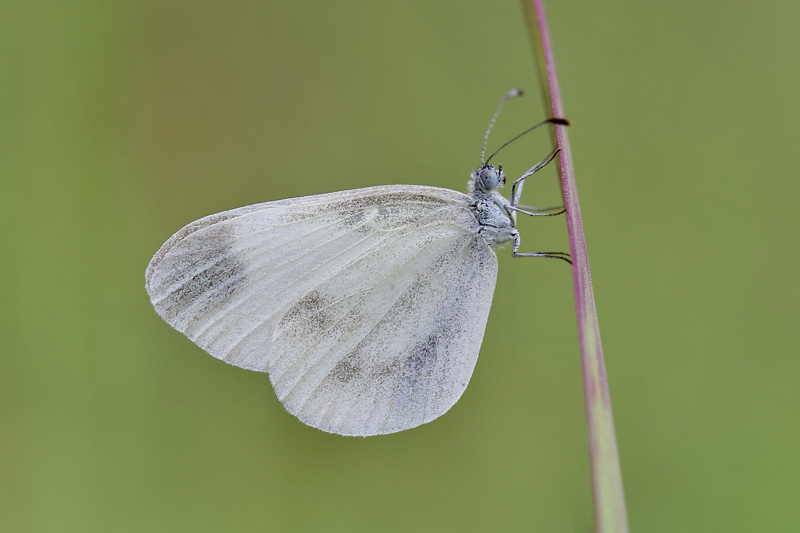 Der Winzling unter den Weißlingen Foto & Bild | sommer, outdoor, makro ...