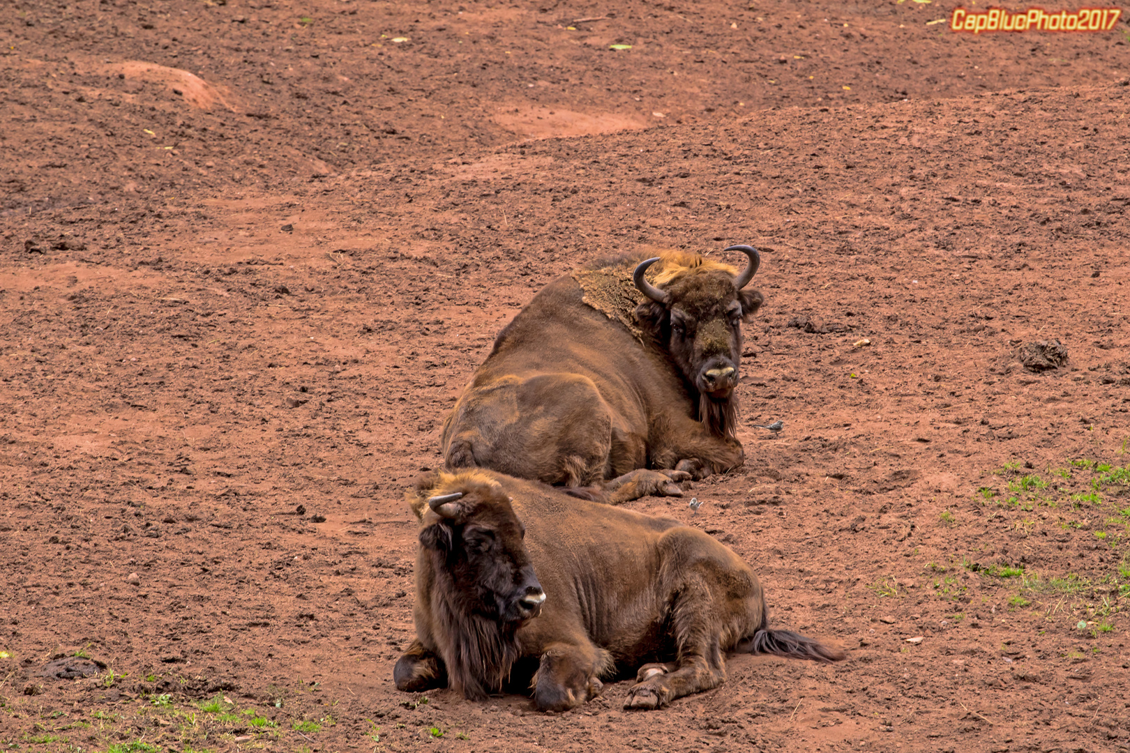 Der Wisent oder Europäische Bison (Bos bonasus) Foto & Bild | tiere ...