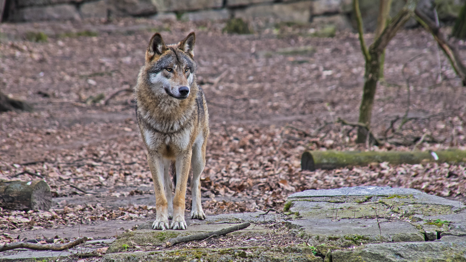 Der Wolf Foto & Bild | tiere, natur, landschaft Bilder auf fotocommunity