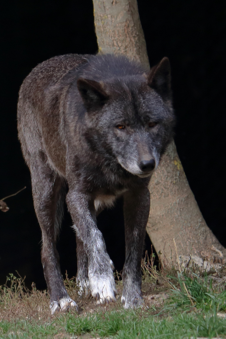 Der Wolf Foto & Bild | wolf, raubtiere, wildpark Bilder auf fotocommunity